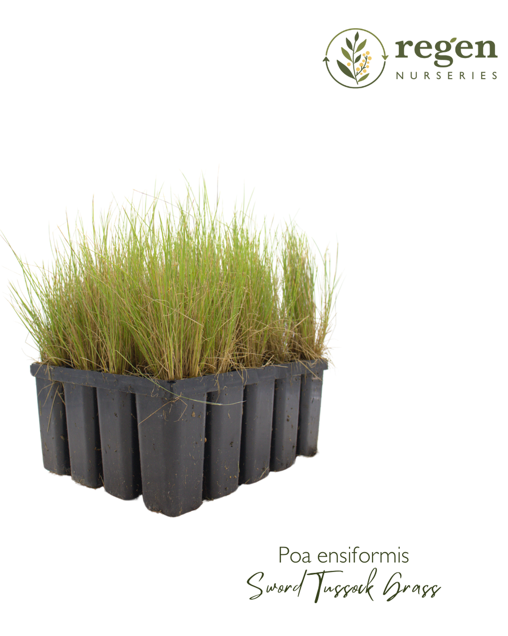Buy Poa ensiformis (Sword Tussock Grass) - Wholesale Online – Regen ...