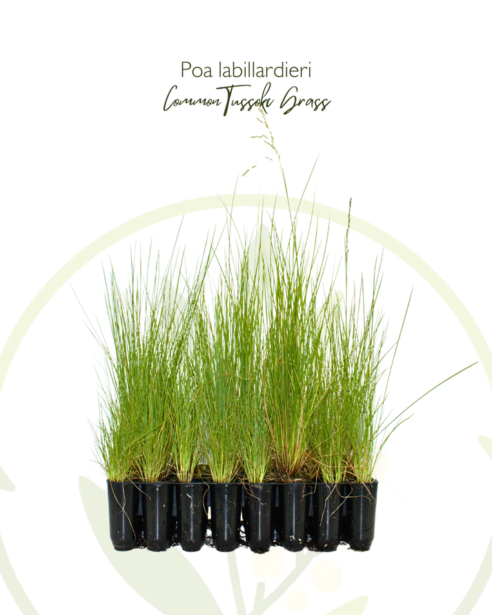 Buy Poa labillardieri (Common Tussock Grass) wholesale online – Regen ...