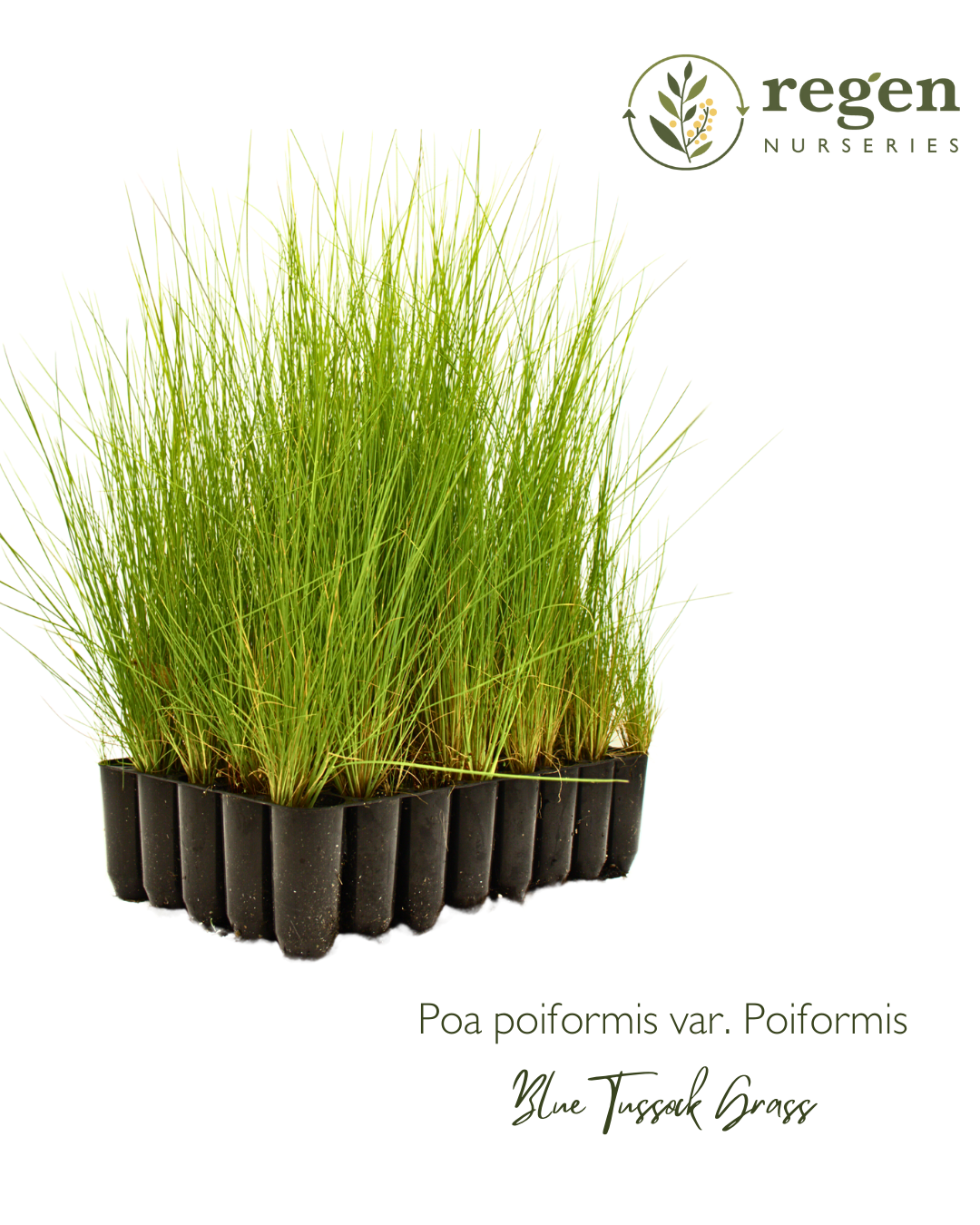 Buy Poa poiformis var. poiformis (Coast Tussock Grass) - Wholesale ...