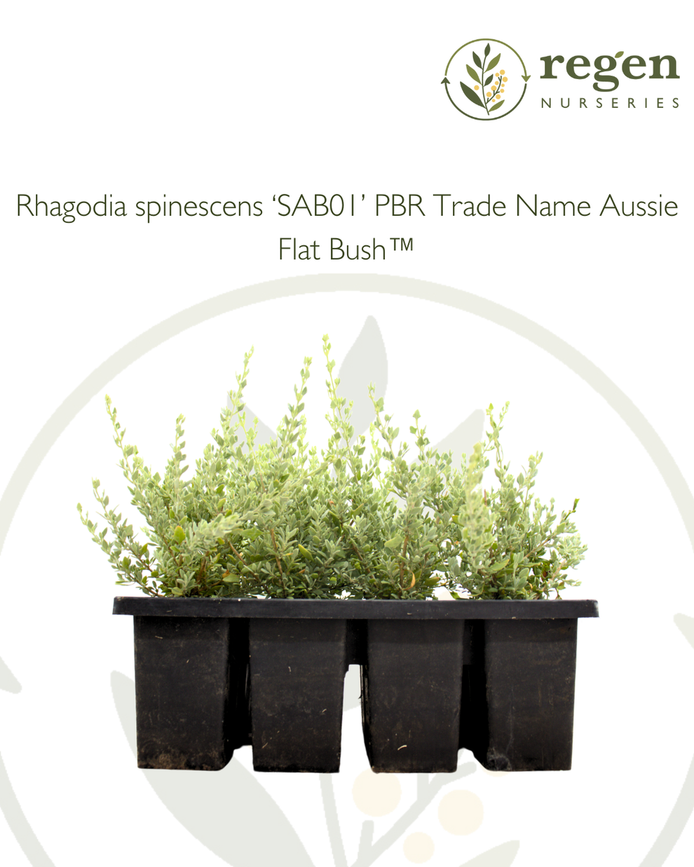 Buy Rhagodia spinescens 'Aussie Flat Bush' - Wholesale Online – Regen ...