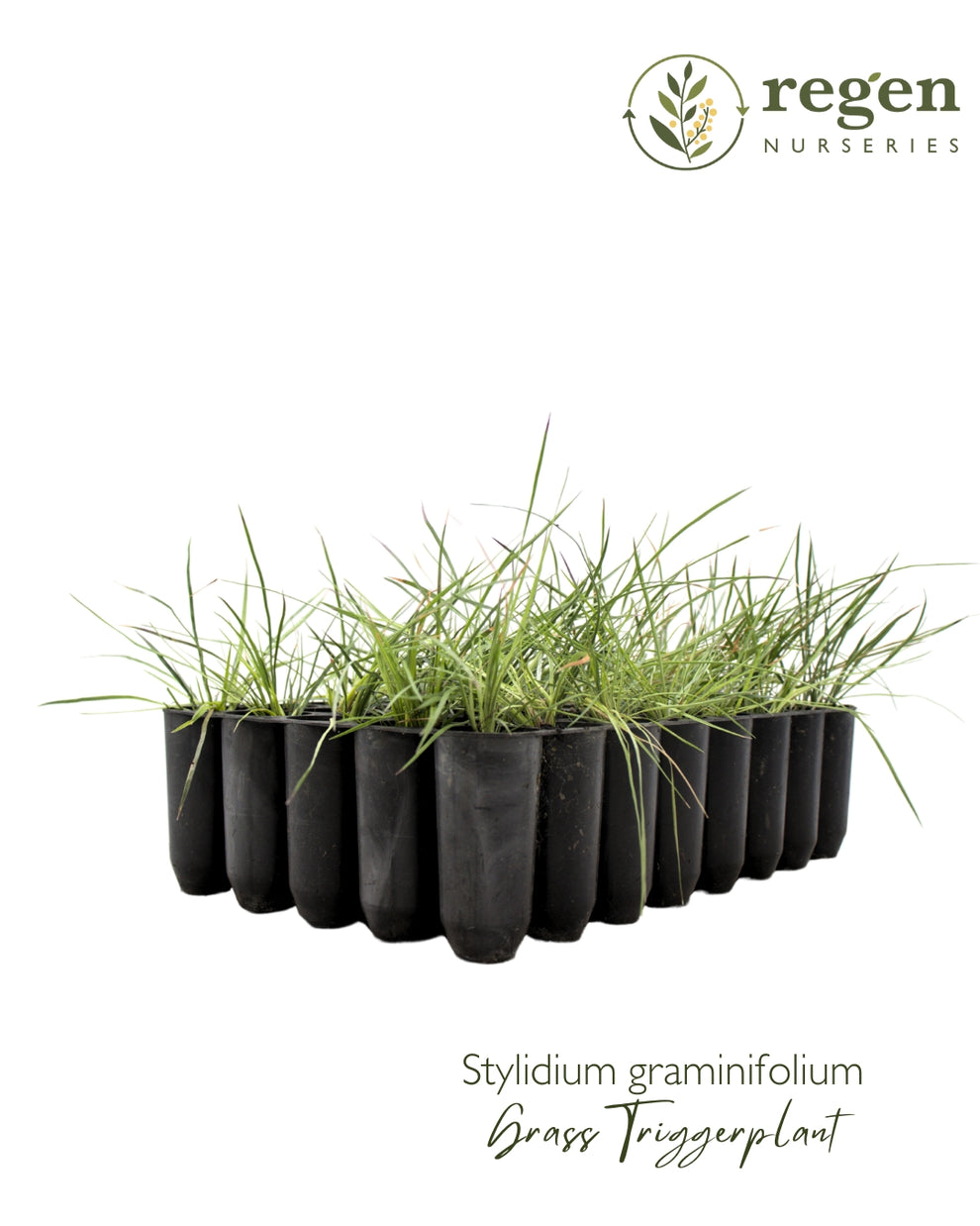 Buy Stylidium graminifolim (Grass Triggerplant) - Wholesale Online ...