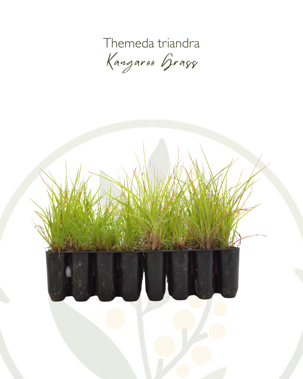 Buy Themeda triandra (Kangaroo Grass) online – Regen Nurseries