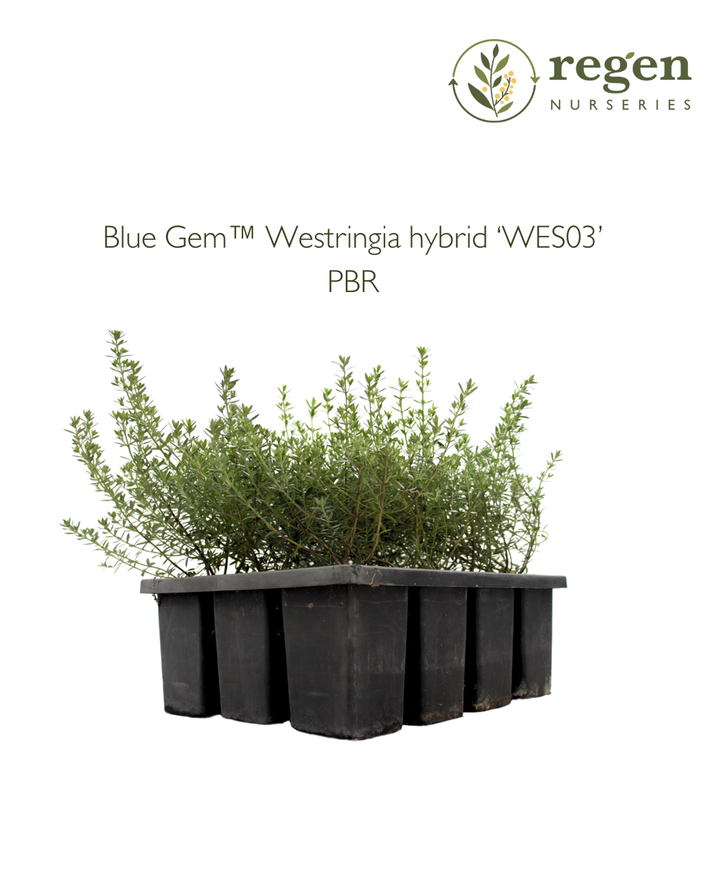 Buy Westringia 'Blue Gem' - Wholesale Online – Regen Nurseries