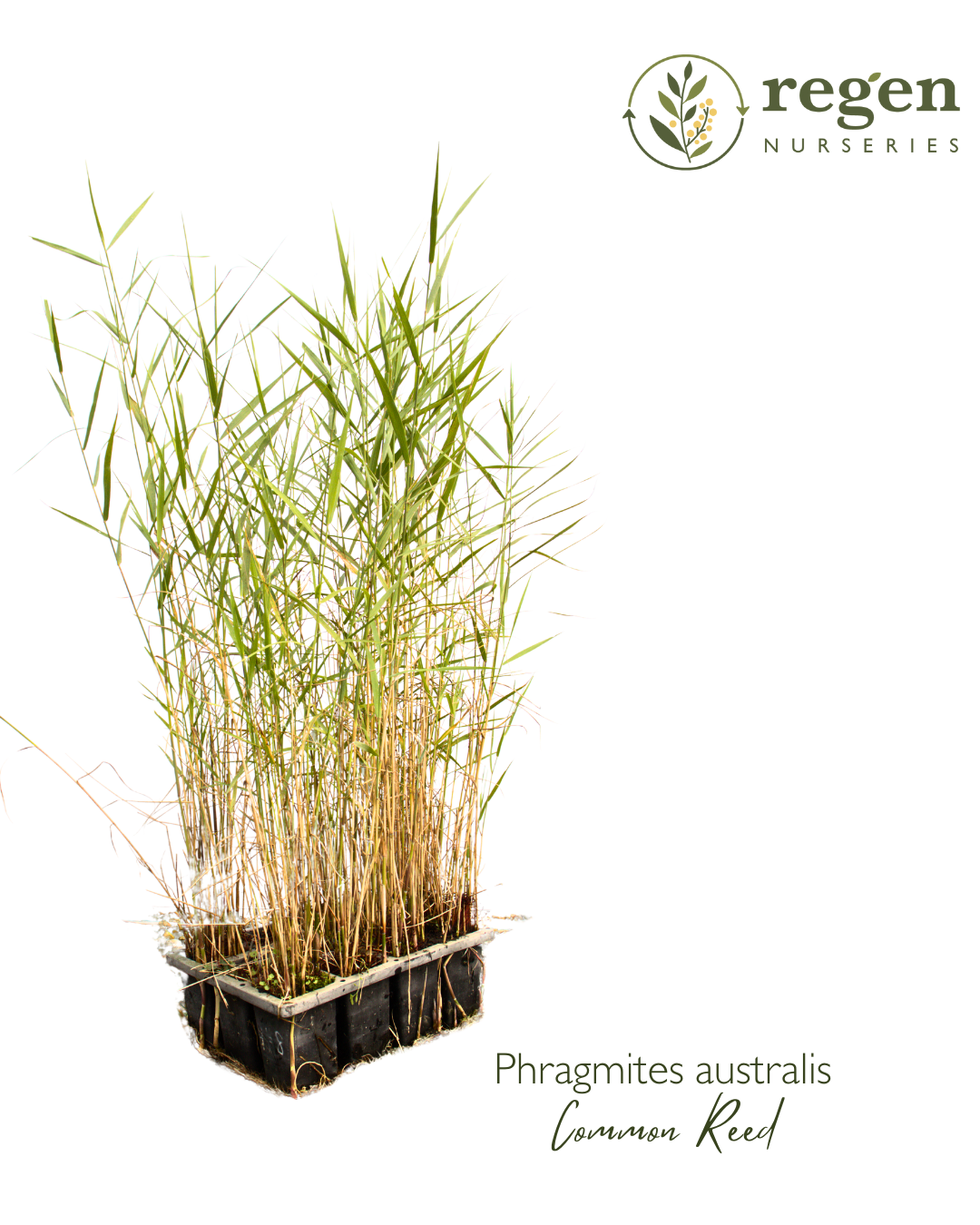 Buy Phragmites australis (Common Reed) Online – Regen Nurseries