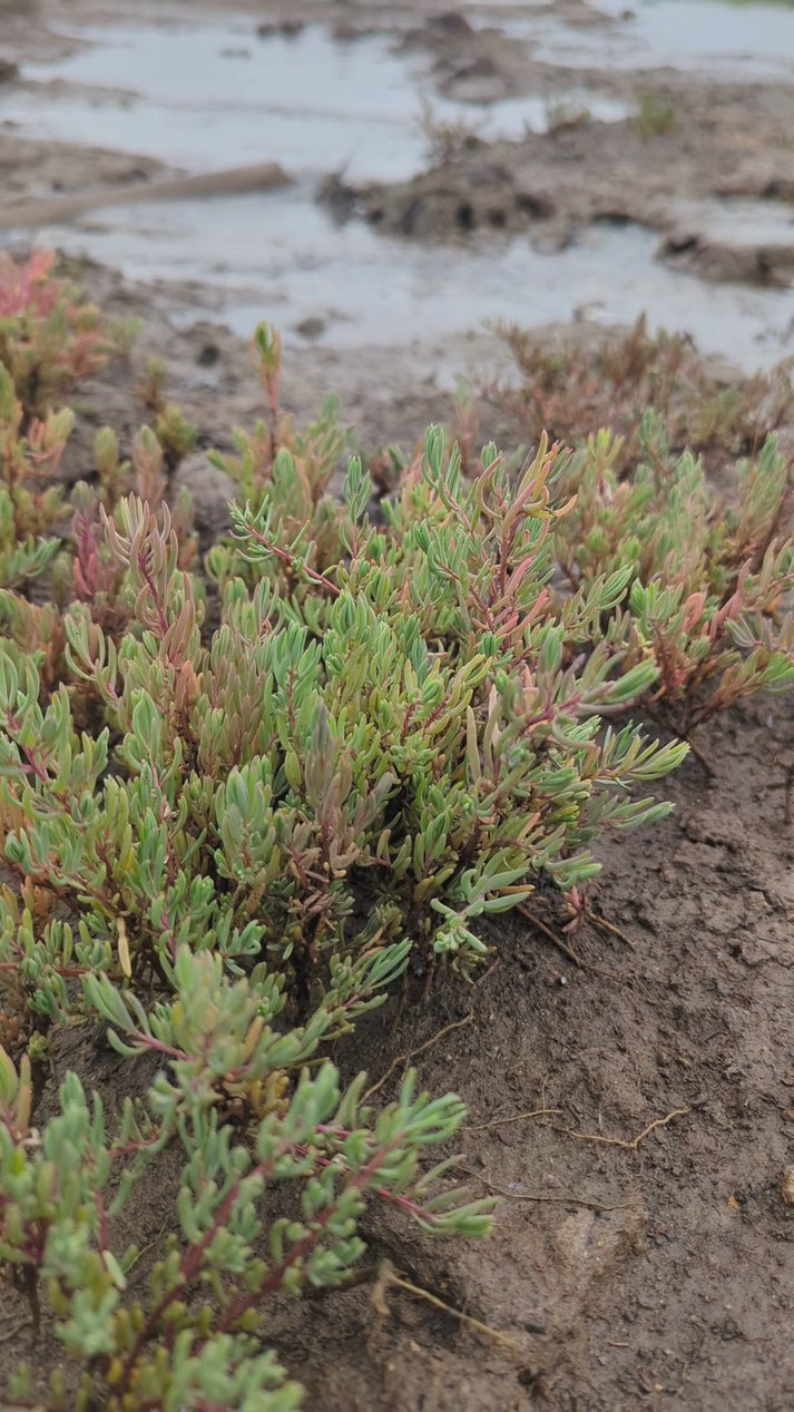 Buy Suaeda australis (Austral Seablite) - Wholesale Online – Regen ...