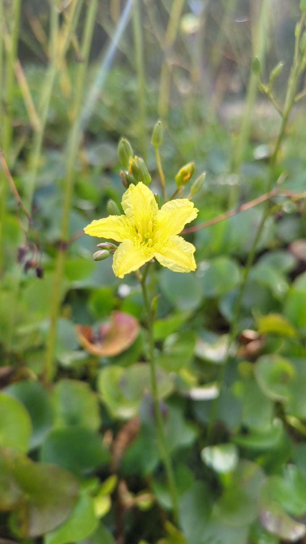 Buy Ornduffia reniformis (Running Marsh-Flower) Wholesale Online ...