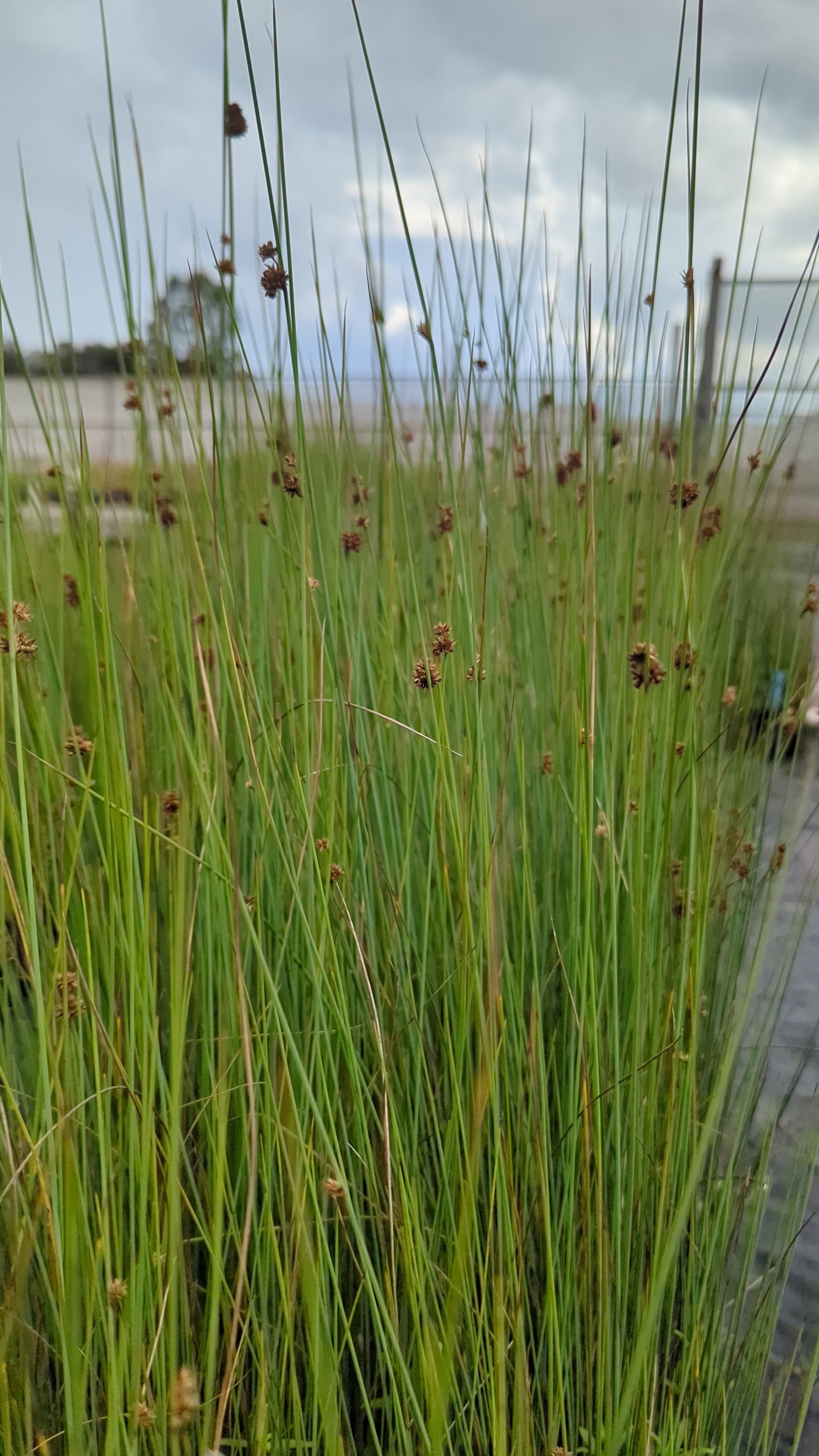 Buy Juncus australis (Austral Rush) wholesale online – Regen Nurseries