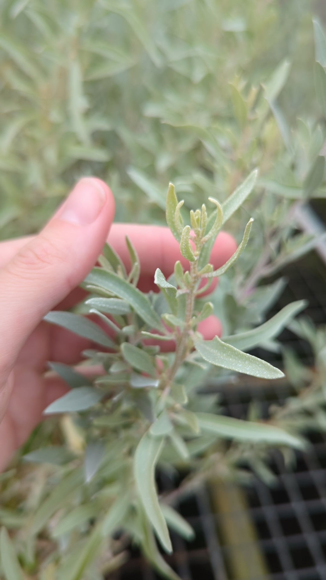 Buy Atriplex cinerea (Hiko Tray (40 Plants)) Online – Regen Nurseries