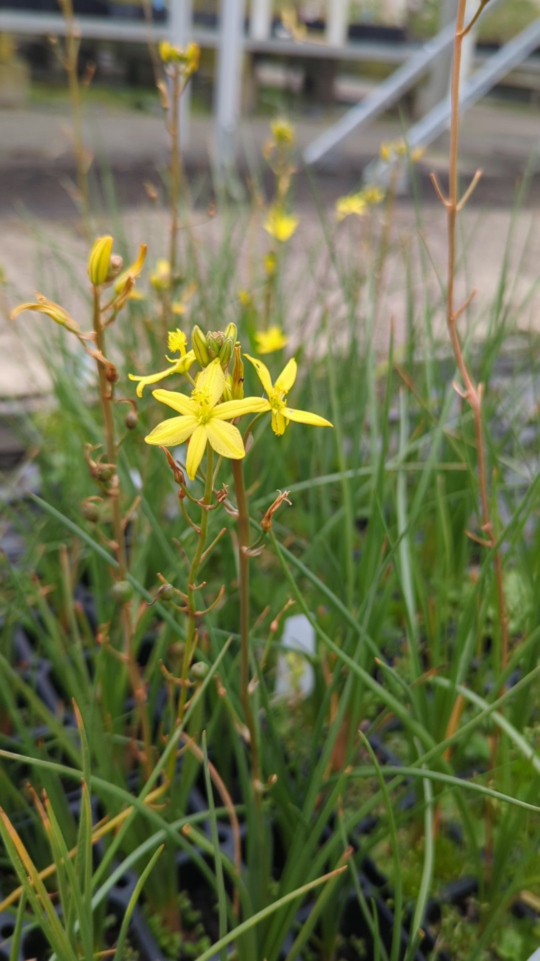 Buy Bulbine bulbosa Online – Regen Nurseries