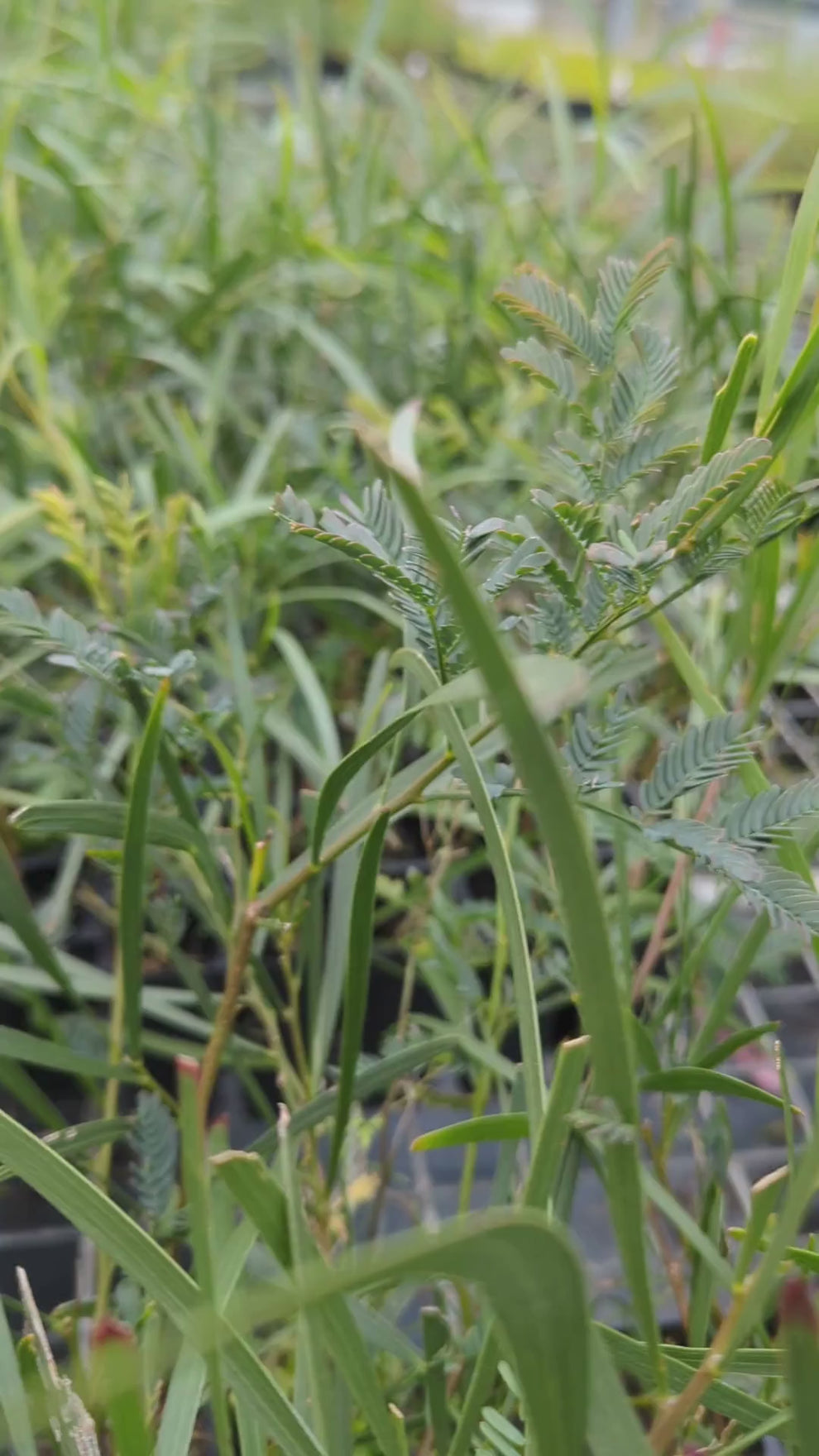 Buy Acacia implexa (Lightwood or Hickory Wattle) Wholesale Online ...