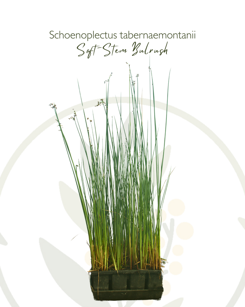 Buy Schoenoplectus tabernaemontani (Soft-stem Bulrush) - Buy Online ...