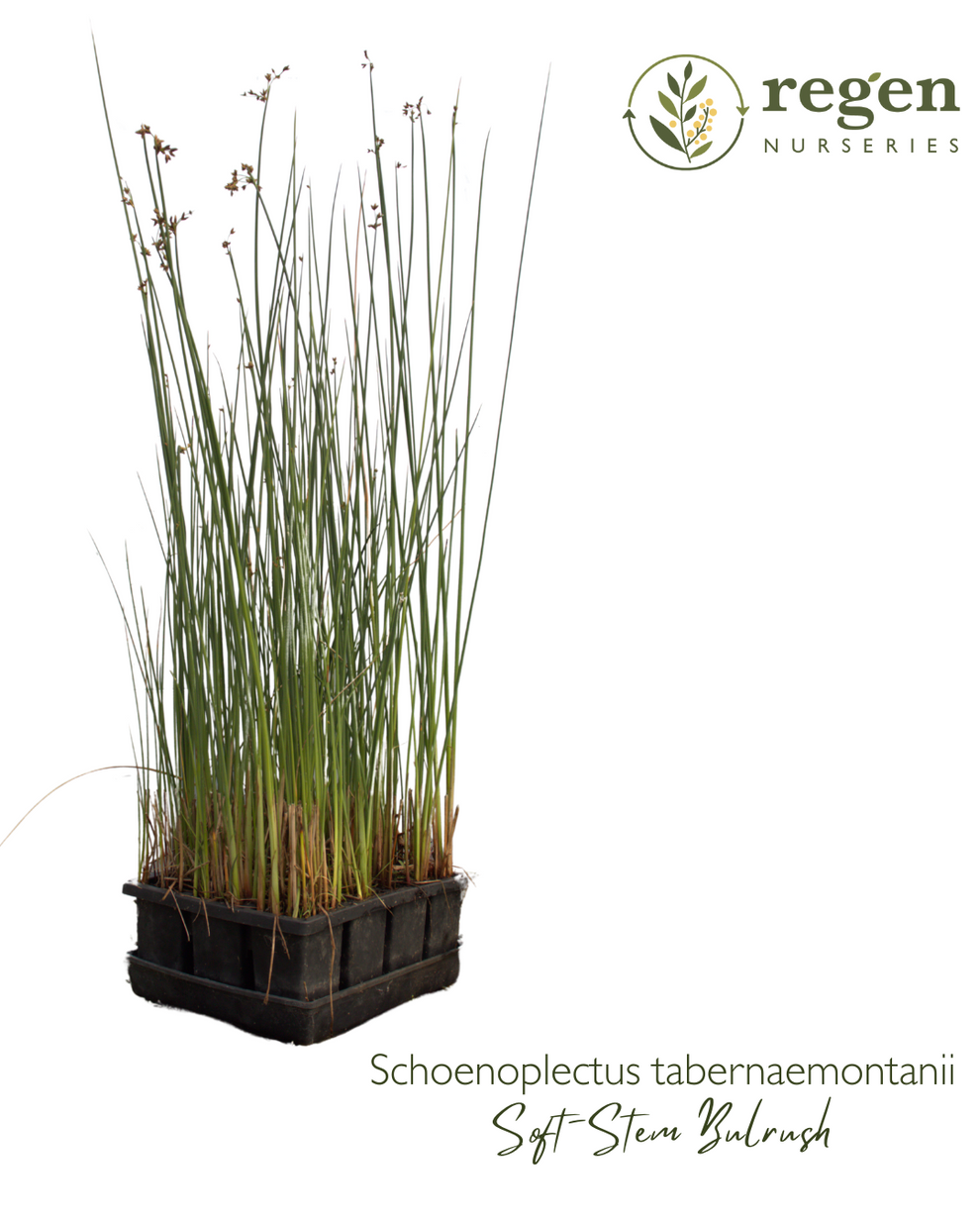 Buy Schoenoplectus tabernaemontani (Soft-stem Bulrush) - Buy Online ...